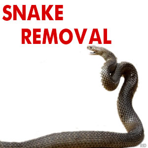 Snake Removal - RID Pest Control Ballarat