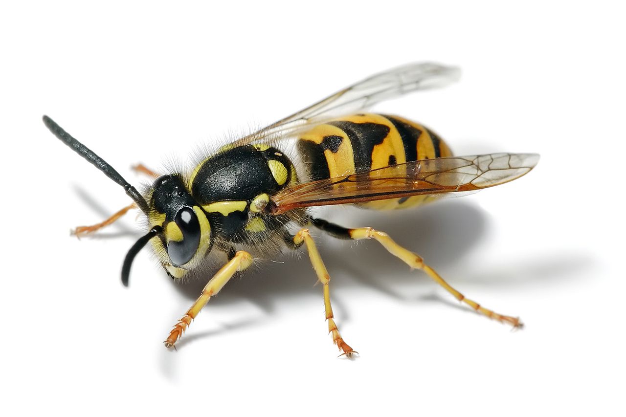 Wasps or Bees Extermination - RID Pest Control - We'll get RID of em'