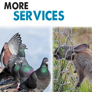 More Services - RID Pest Control Ballarat